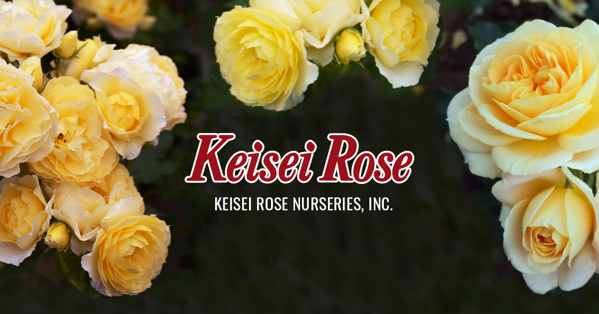 Company Profile - Keisei Rose Nurseries, Inc.