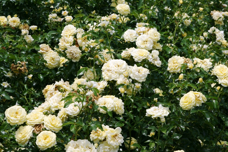 20120719_rg05_solero.jpg