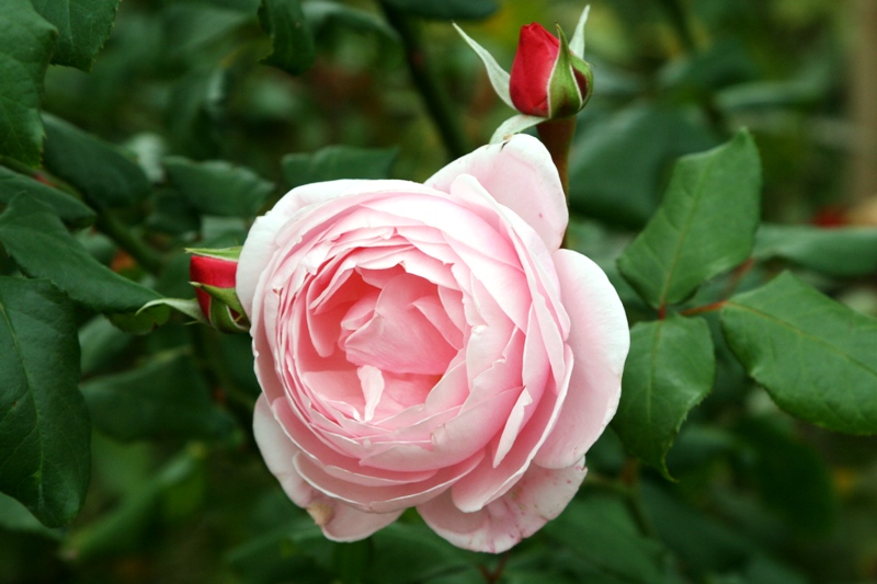 20121111_rg10_naema.jpg