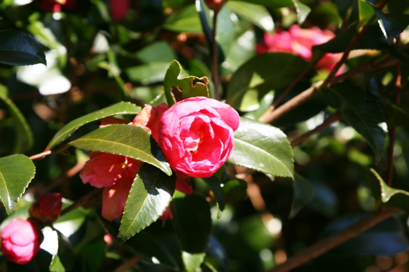 20130118_rg07_sazannka.jpg